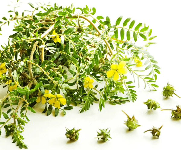 Découvrez les Vertus du Tribulus terrestris | Force Addict Pro